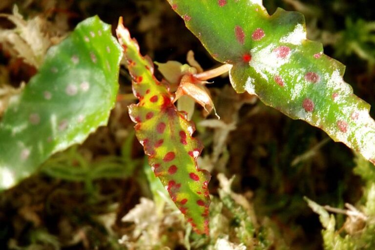 45 Amazing Begonia Types (With Pictures + Care Guide)