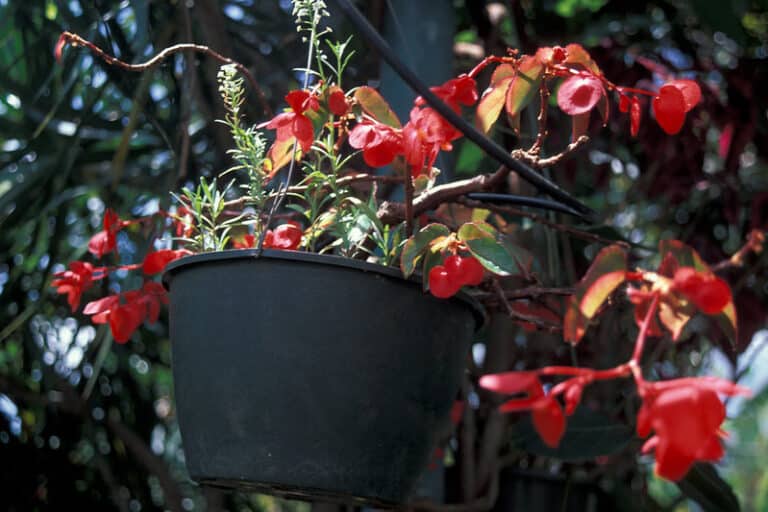 45 Amazing Begonia Types (With Pictures + Care Guide)
