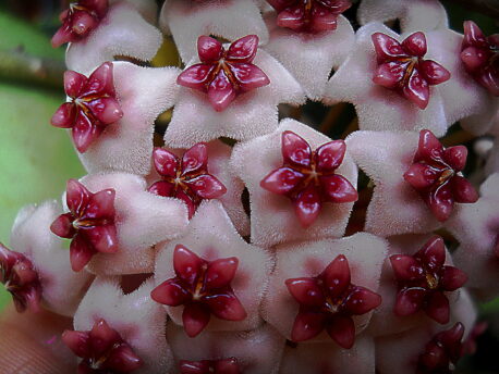 80 Breath-Taking Hoya Varieties (Ultimate List + Care Guide)
