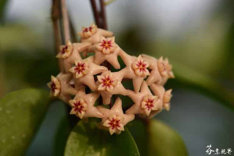80 Breath-Taking Hoya Varieties (Ultimate List + Care Guide)