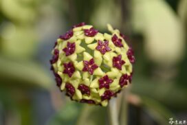 80 Breath-Taking Hoya Varieties (Ultimate List + Care Guide)