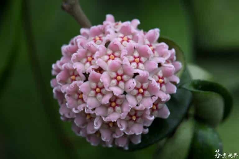 80 Breath-Taking Hoya Varieties (Ultimate List + Care Guide)