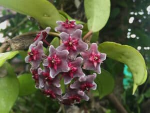 80 Breath-Taking Hoya Varieties (Ultimate List + Care Guide)