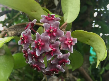 80 Breath-Taking Hoya Varieties (Ultimate List + Care Guide)