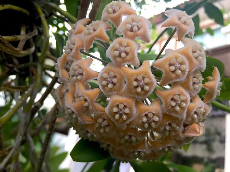80 Breath-Taking Hoya Varieties (Ultimate List + Care Guide)