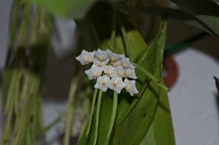 80 Breath-Taking Hoya Varieties (Ultimate List + Care Guide)