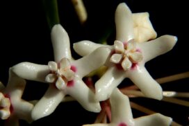 80 Breath-Taking Hoya Varieties (Ultimate List + Care Guide)