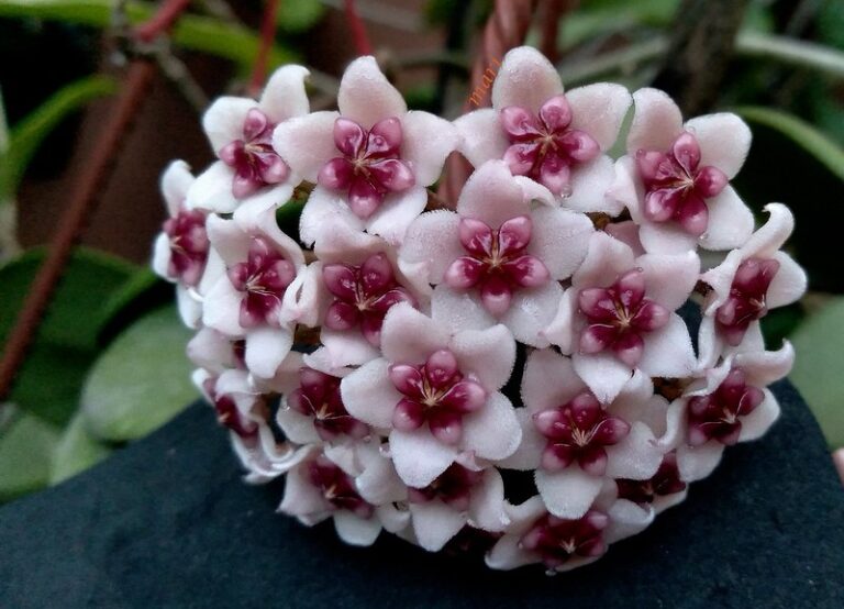 80 Breath-Taking Hoya Varieties (Ultimate List + Care Guide)