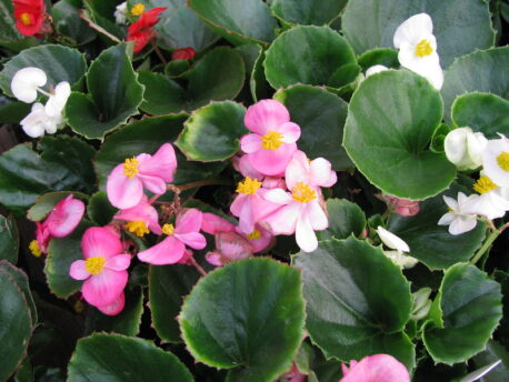 Begonia Semperflorens #1 Care Guide (With FAQ)