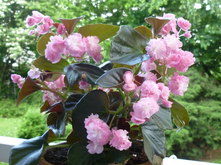 Begonia Semperflorens #1 Care Guide (With FAQ)