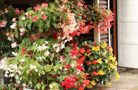 45 Amazing Begonia Types (With Pictures + Care Guide)