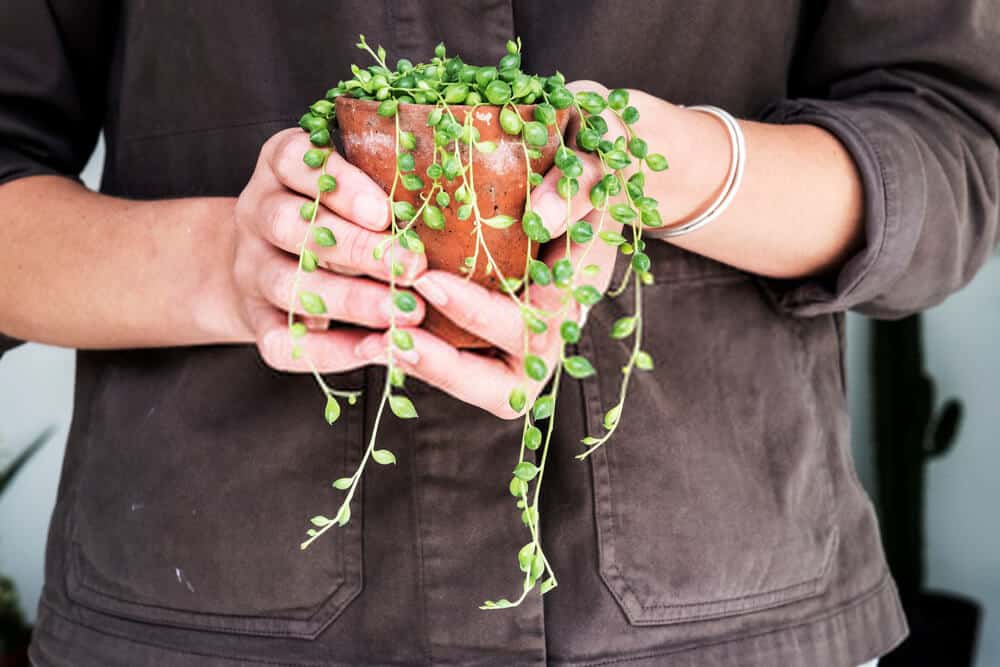 How to Save Overwatered String Of Pearls? Symptoms and Solutions ...