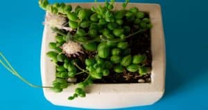 How to Save Overwatered String Of Pearls? Symptoms and Solutions ...