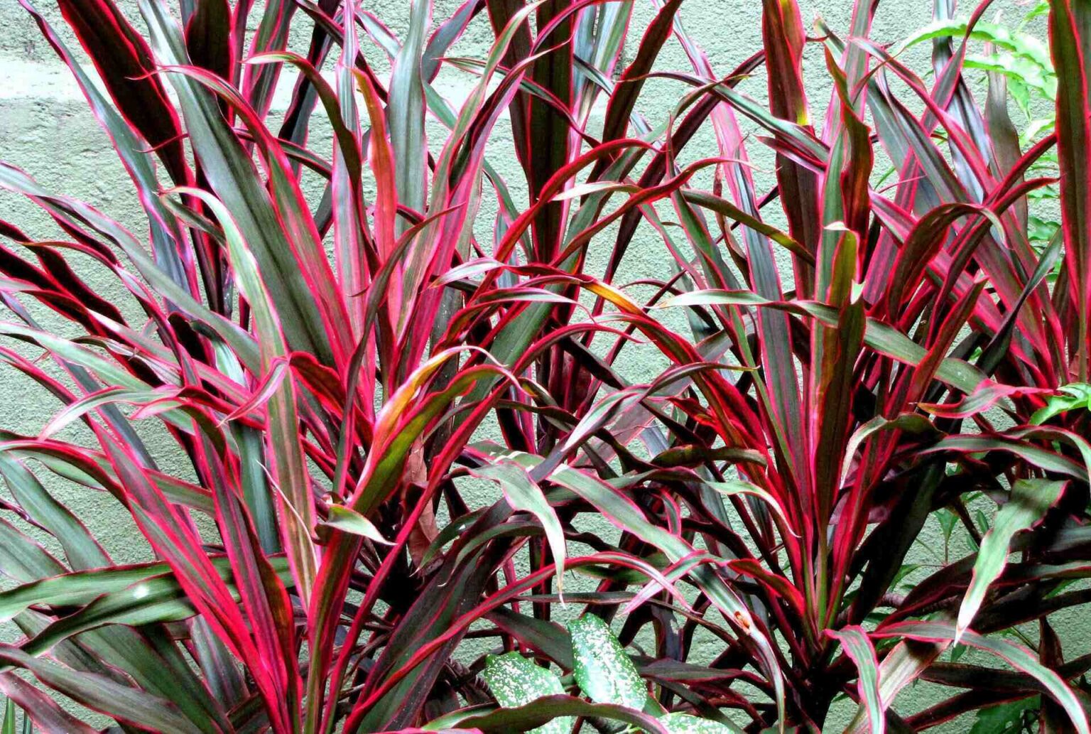 23 Amazing Dracaena Types Pictures Identification Care Guide 