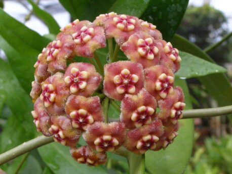 80 Breath-Taking Hoya Varieties (Ultimate List + Care Guide)