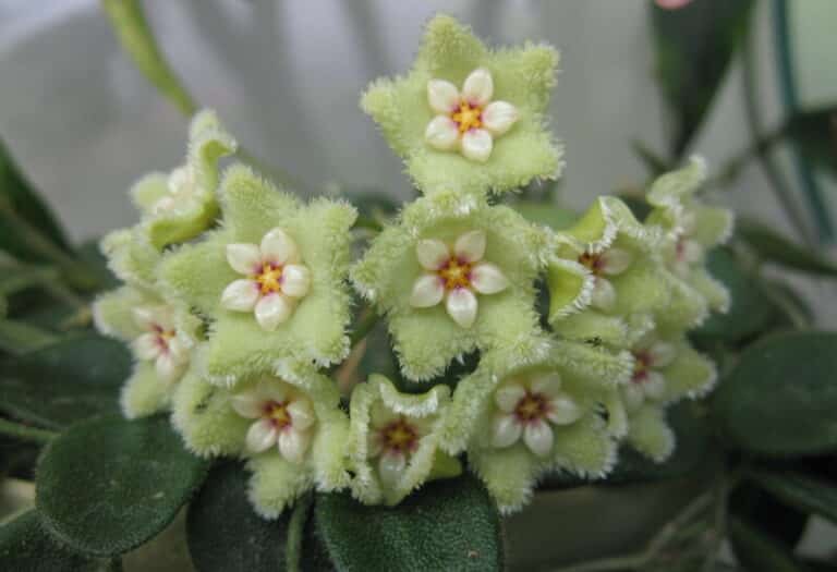 80 Breath-Taking Hoya Varieties (Ultimate List + Care Guide)
