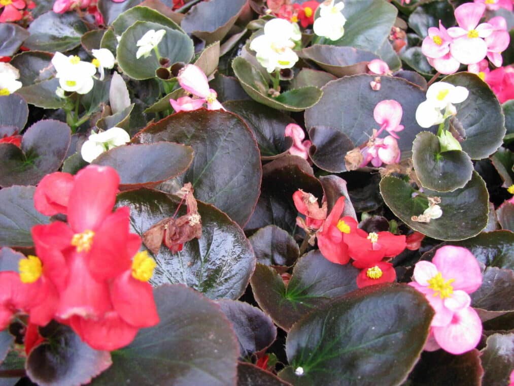 Begonia Semperflorens #1 Care Guide (With FAQ)