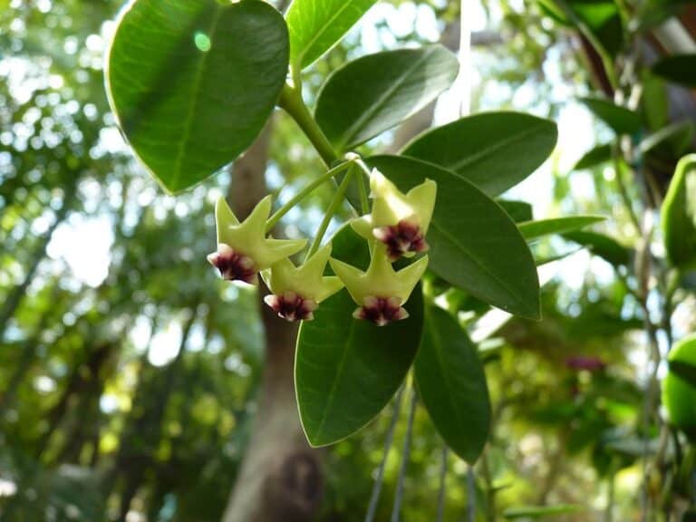 Hoya Cumingiana #1 Care Guide (Common Issues, FAQ, Pics)
