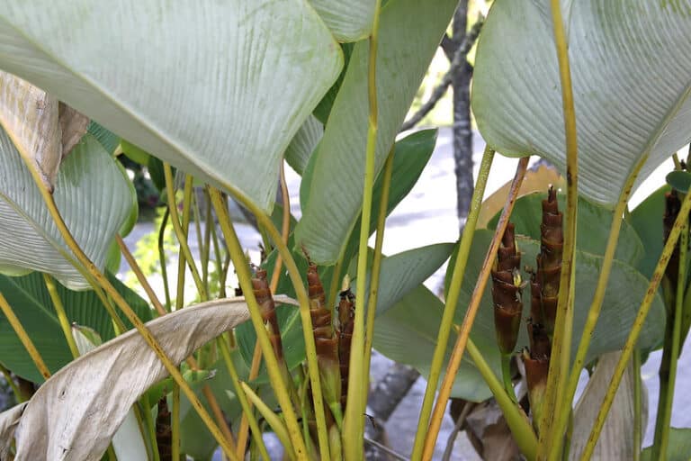 Calathea Lutea #1 Care Guide (Pics And FAQ Included)