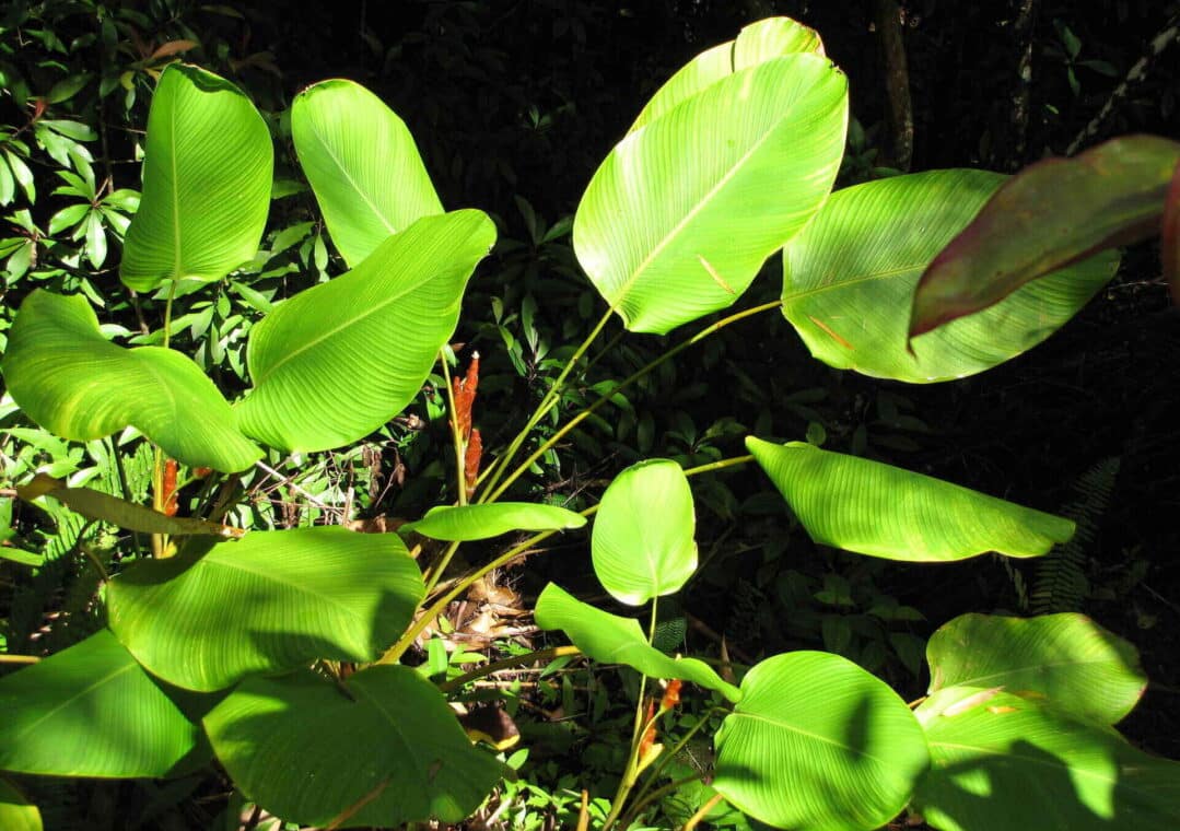 Calathea Lutea #1 Care Guide (Pics And FAQ Included)