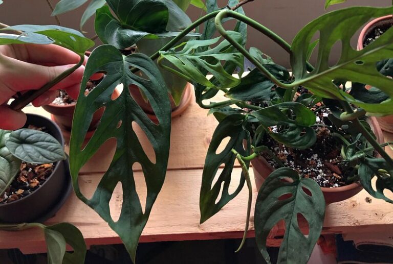 13 Monstera Varieties to Blow You Away (Pictures & Care)