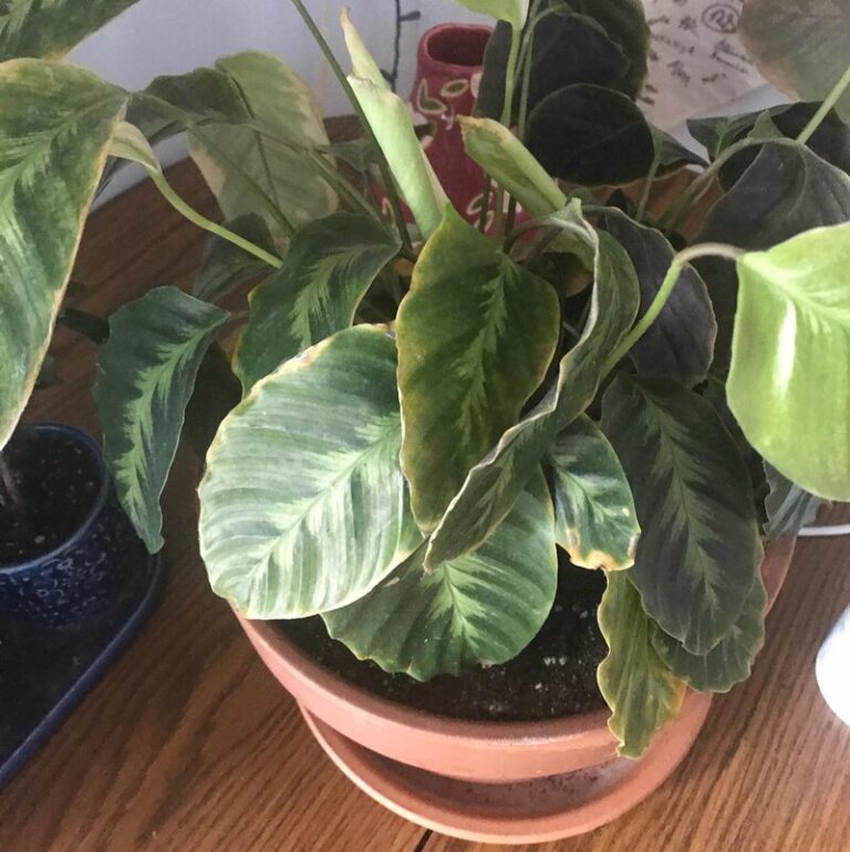 Calathea Louisae- This Care Guide Will Show You How to Make Thai Beauty ...