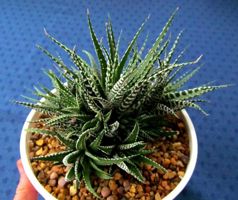 20+ Mesmerizing Haworthia Types to Make Your Home Look More Exotic ...