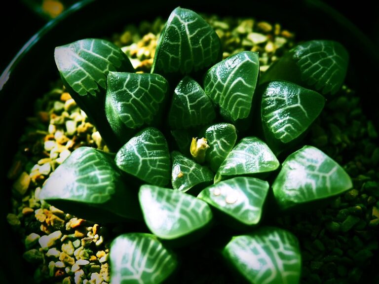 20+ Mesmerizing Haworthia Types to Make Your Home Look More Exotic ...