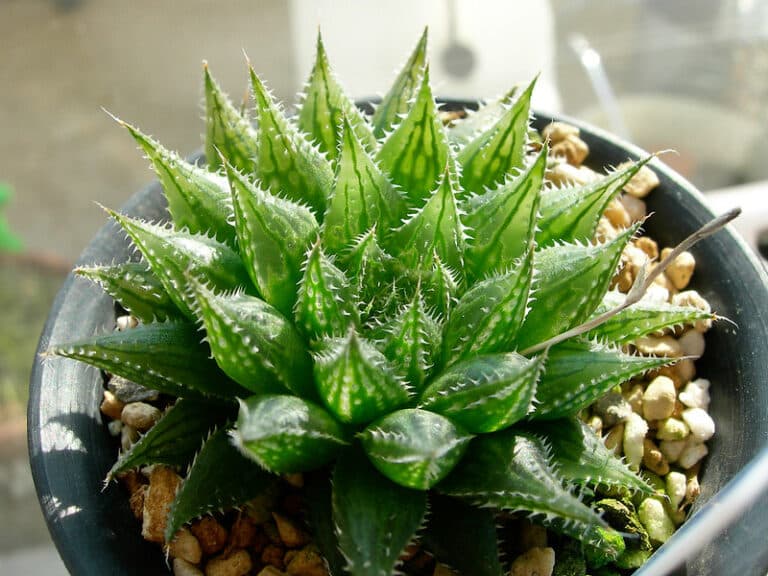 20+ Mesmerizing Haworthia Types to Make Your Home Look More Exotic ...