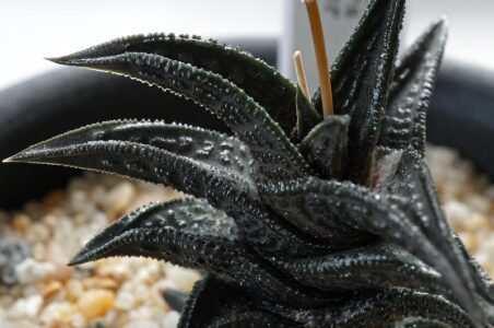 20+ Mesmerizing Haworthia Types to Make Your Home Look More Exotic ...