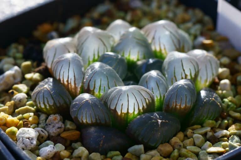 20+ Mesmerizing Haworthia Types to Make Your Home Look More Exotic ...