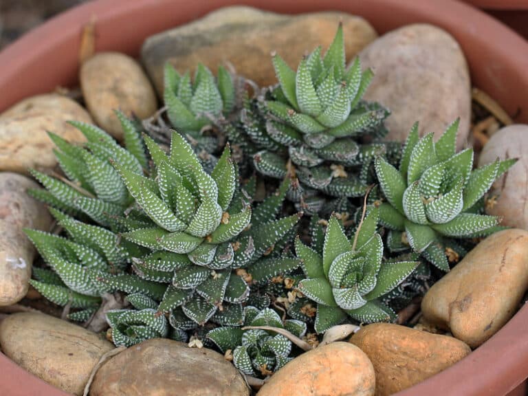 20+ Mesmerizing Haworthia Types to Make Your Home Look More Exotic ...
