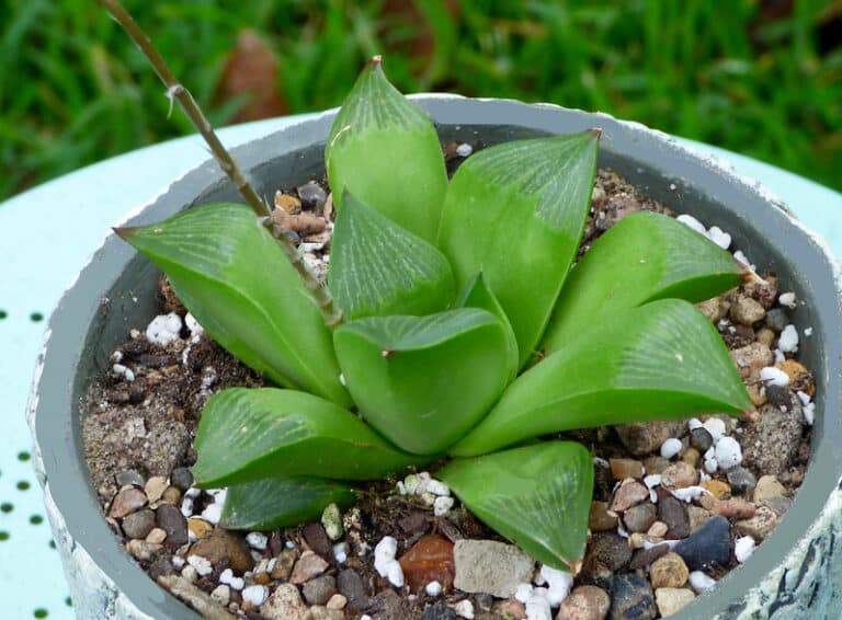 20+ Mesmerizing Haworthia Types to Make Your Home Look More Exotic ...