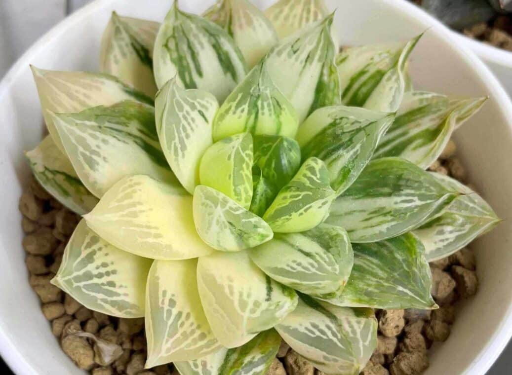 Haworthia Cymbiformis - The Ultimate Care Guide (2022) | Today's Gardener