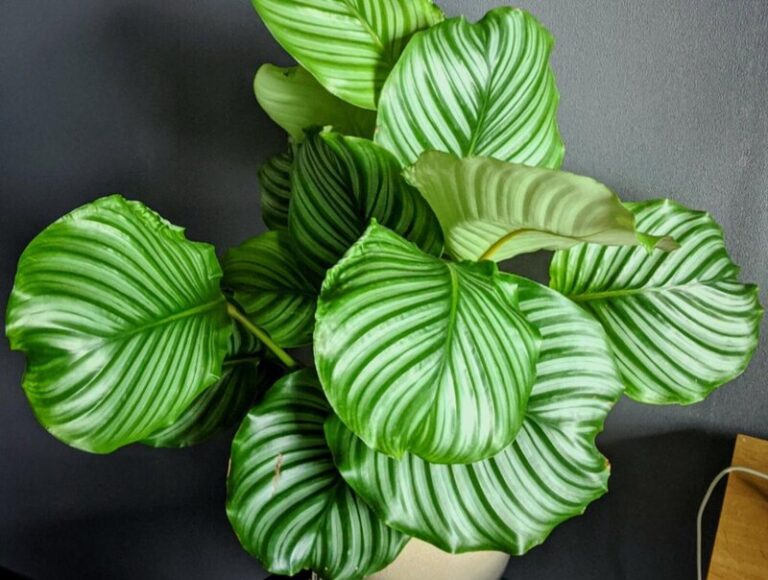 Non-Toxic Indoor Plants - 30+ Safe to Grow Indoor Plants | Today's Gardener