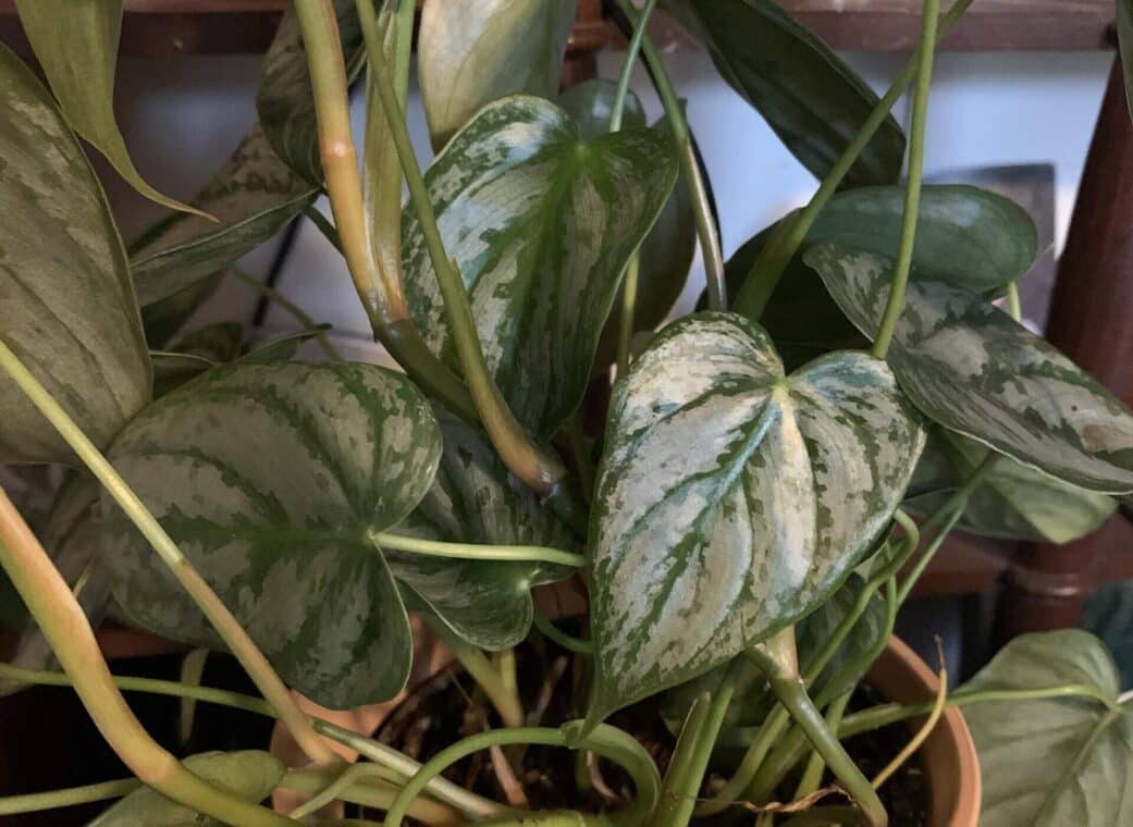 Philodendron Brandtianum Care - The Ultimate Guide (2022)