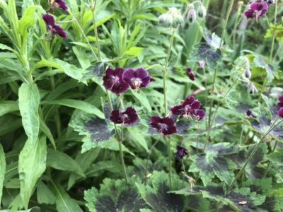 The Most Interesting and Exotic Dark Flowers- #1 List of 35+ Dark ...