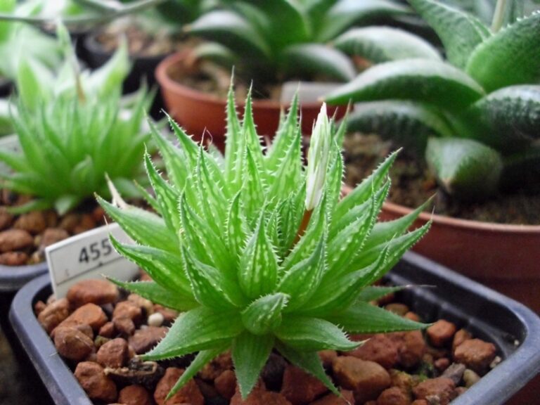 20+ Mesmerizing Haworthia Types to Make Your Home Look More Exotic ...