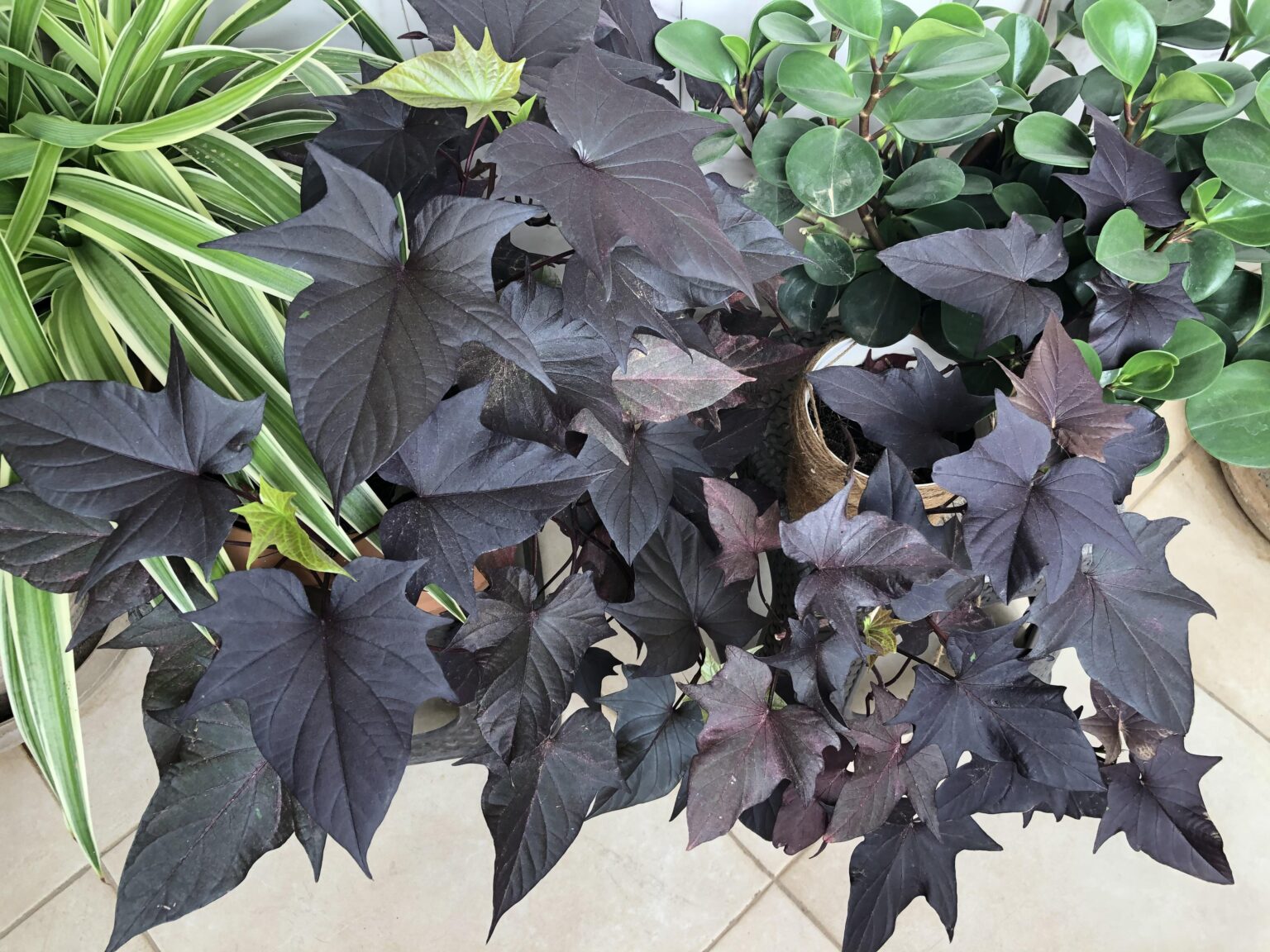 The Most Interesting and Exotic Dark Flowers- #1 List of 35+ Dark ...