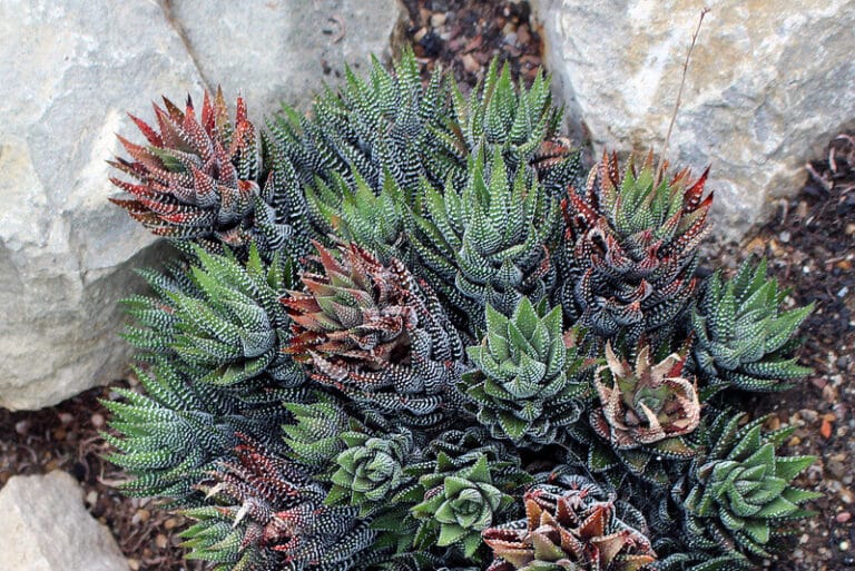 20+ Mesmerizing Haworthia Types to Make Your Home Look More Exotic ...