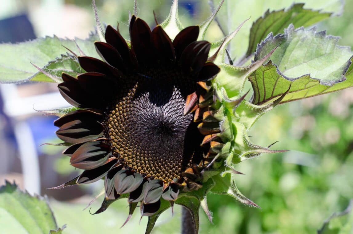 The Most Interesting and Exotic Dark Flowers- #1 List of 35+ Dark ...