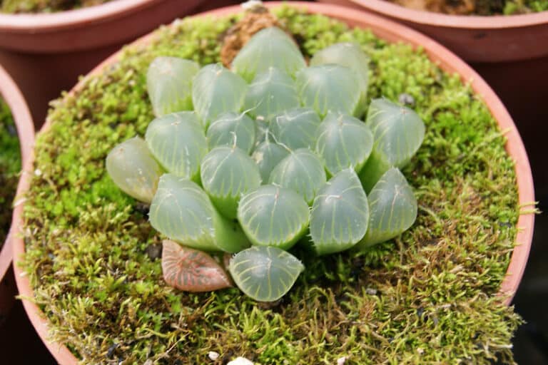 20+ Mesmerizing Haworthia Types to Make Your Home Look More Exotic ...