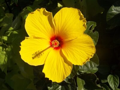 46 Types of Yellow Flowers With Pictures - A Complete List!