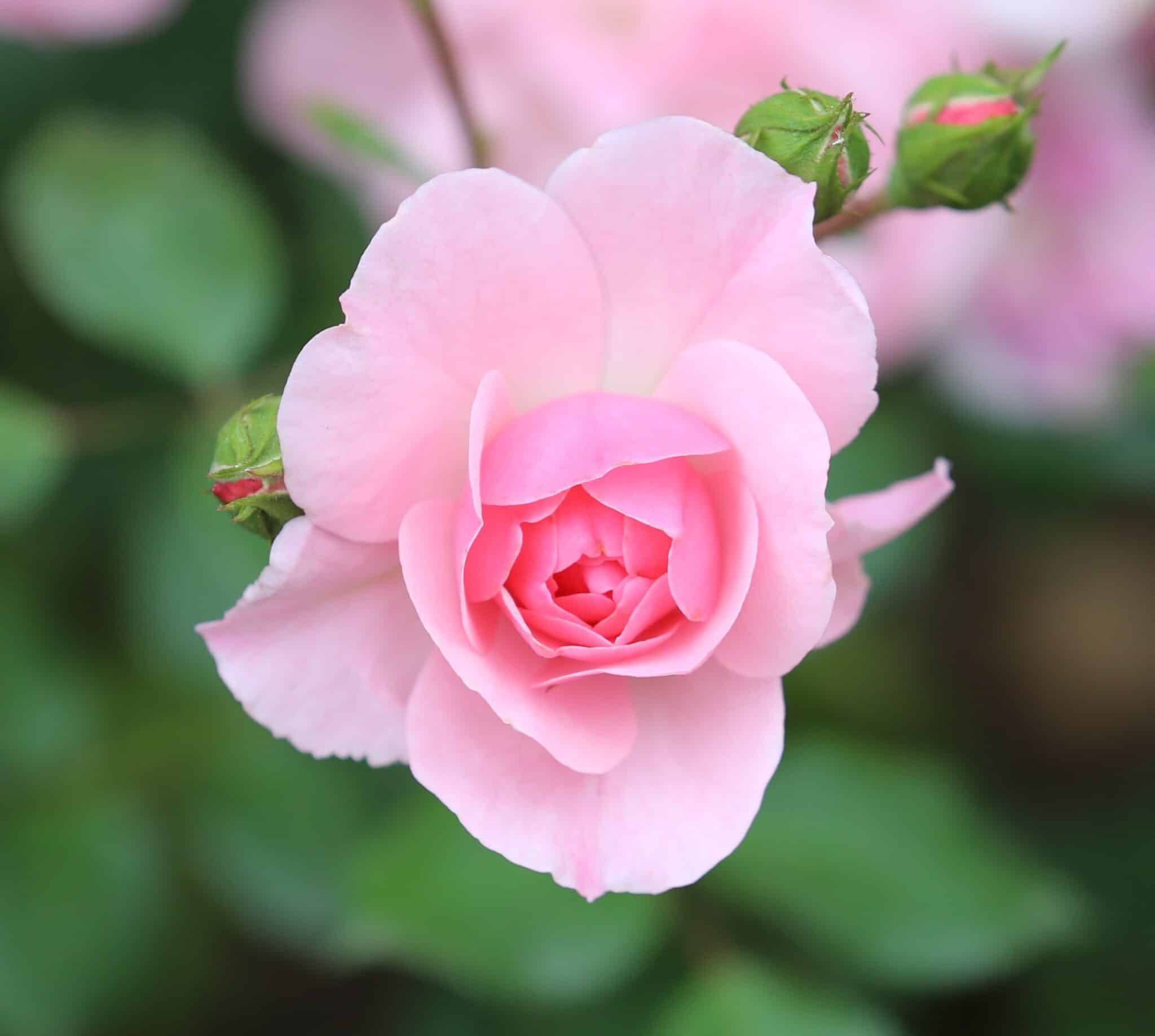 80+ Most Beautiful Pink Flowers And #1 Care Tips and Pics