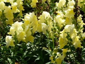 46 Types of Yellow Flowers With Pictures - A Complete List!