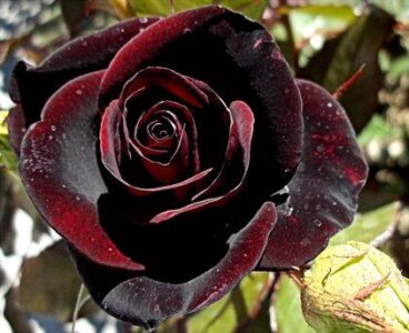 The Most Interesting and Exotic Dark Flowers- #1 List of 35+ Dark ...