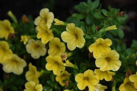 46 Types of Yellow Flowers With Pictures - A Complete List!