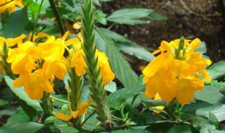 46 Types of Yellow Flowers With Pictures - A Complete List!