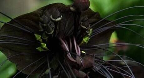 The Most Interesting and Exotic Dark Flowers- #1 List of 35+ Dark ...