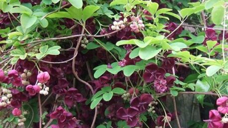 The Most Interesting and Exotic Dark Flowers- #1 List of 35+ Dark ...